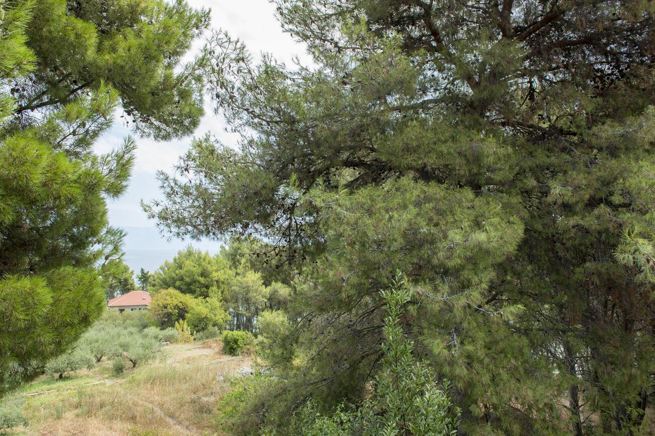 Peronja Fabijan | Visit Jelsa.